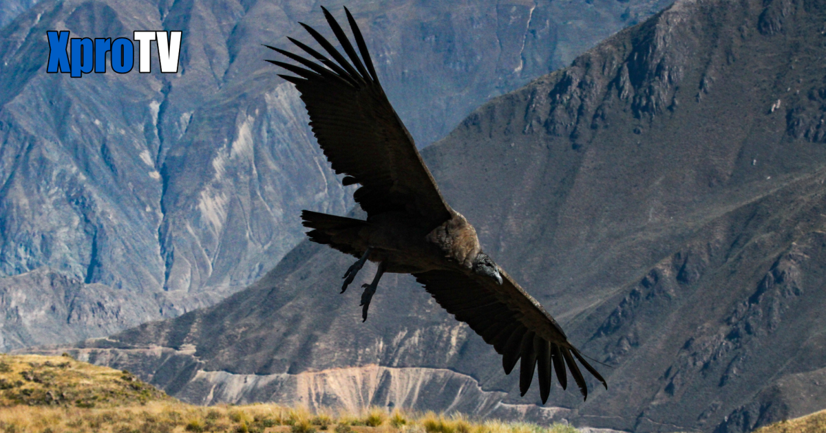 Día Internacional del Cóndor Andino: El majestuoso guardián de los ...